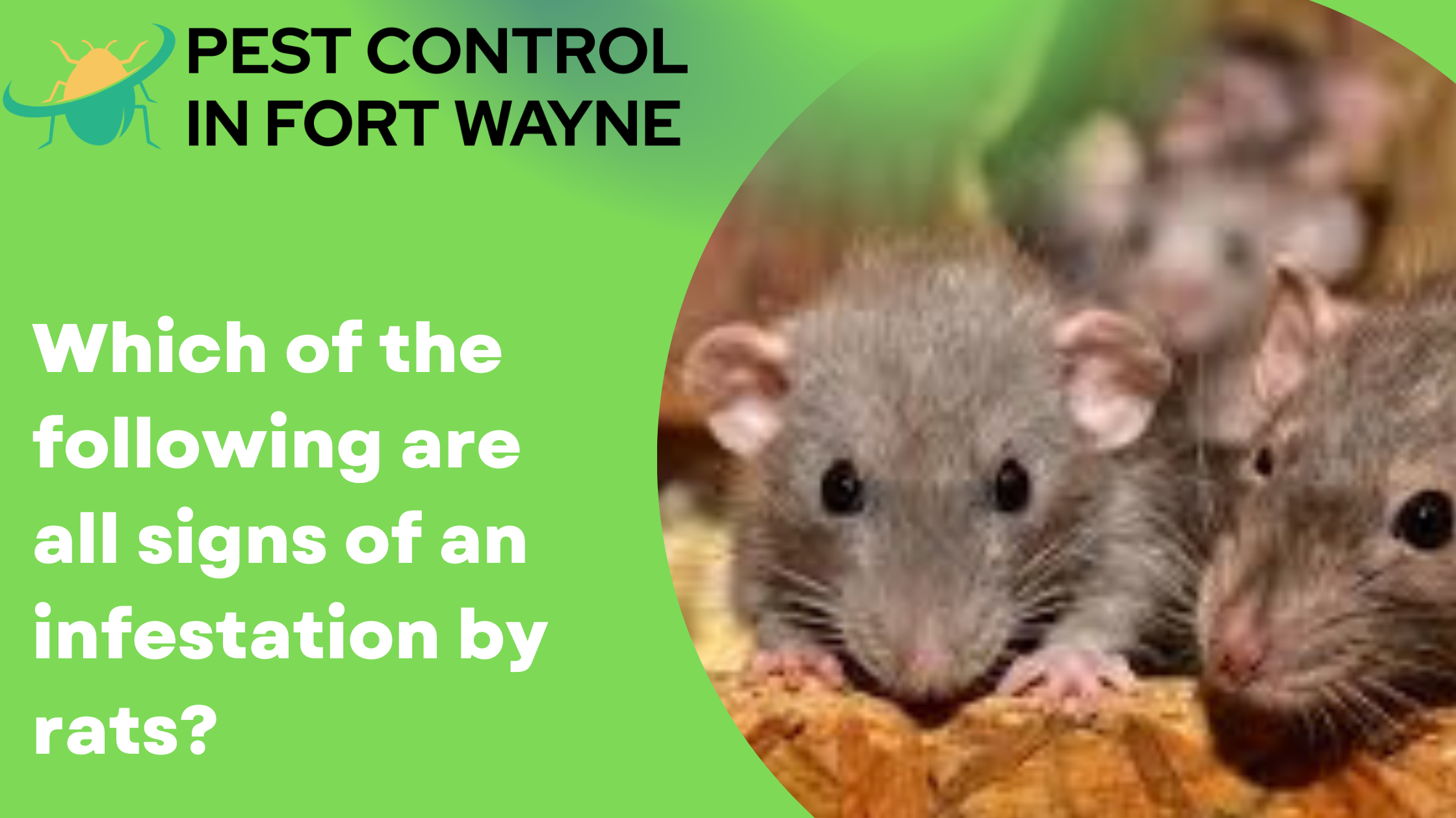 Signs of an Infestation by Rats | Pest Control in Fort Wayne