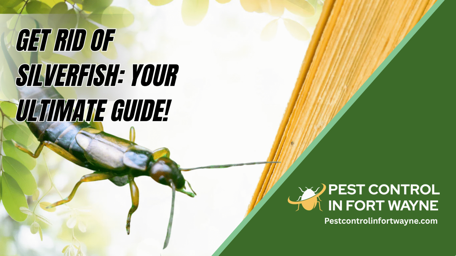 Get Rid of Silverfish | Pest Control in Fort Wayne