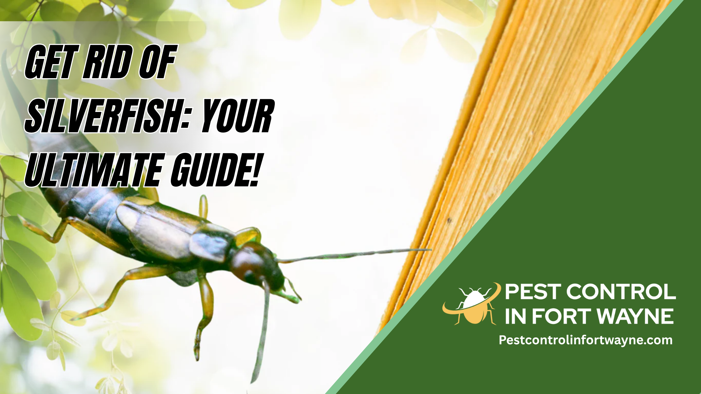Get Rid of Silverfish | Pest Control Fort Wayne