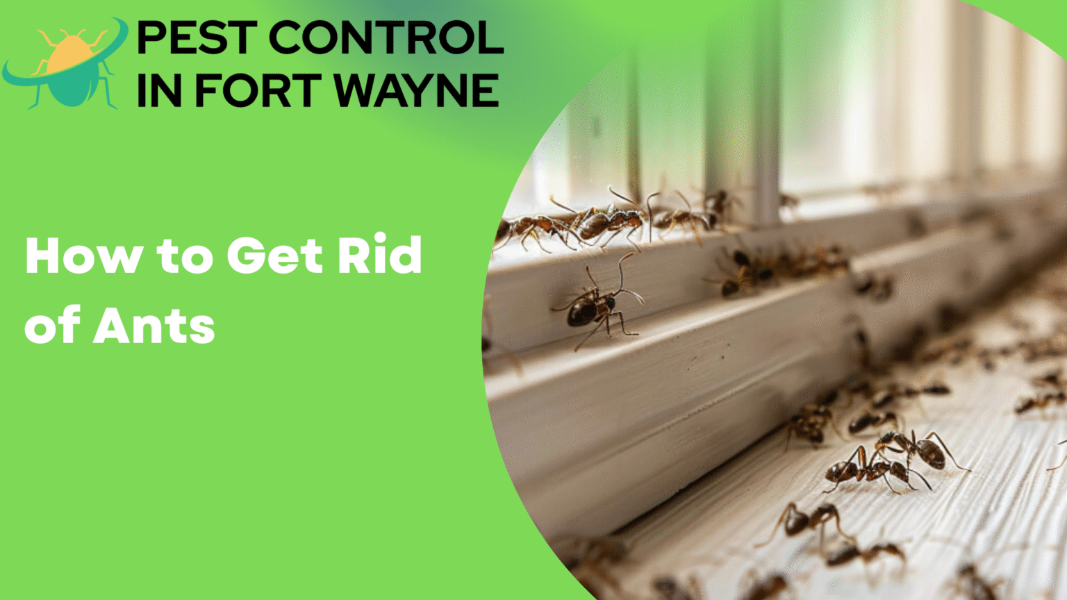 How to Get Rid of Ants | Pest Control in Fort Wayne