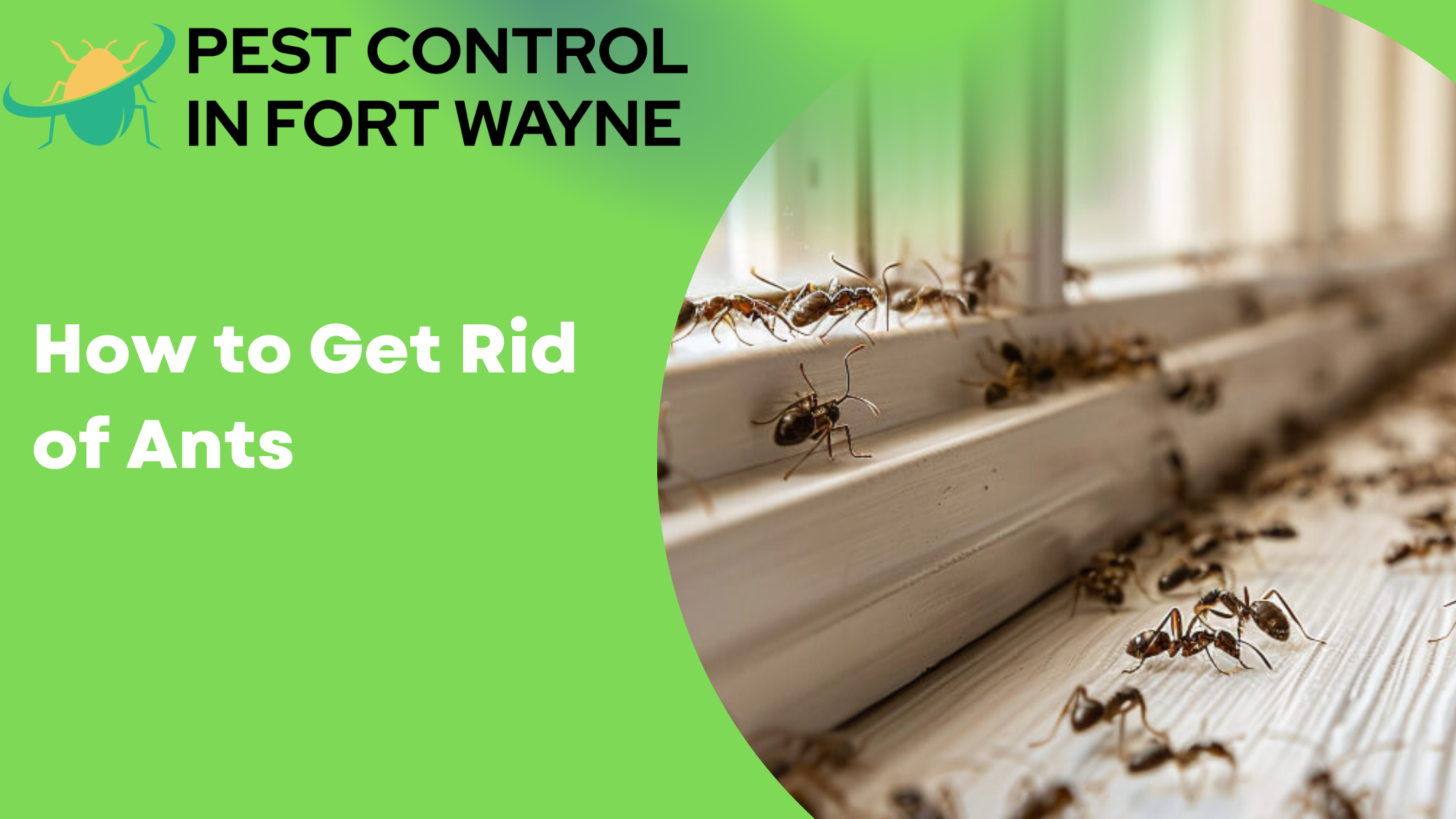 How to Get Rid of Ants | Pest Control in Fort Wayne