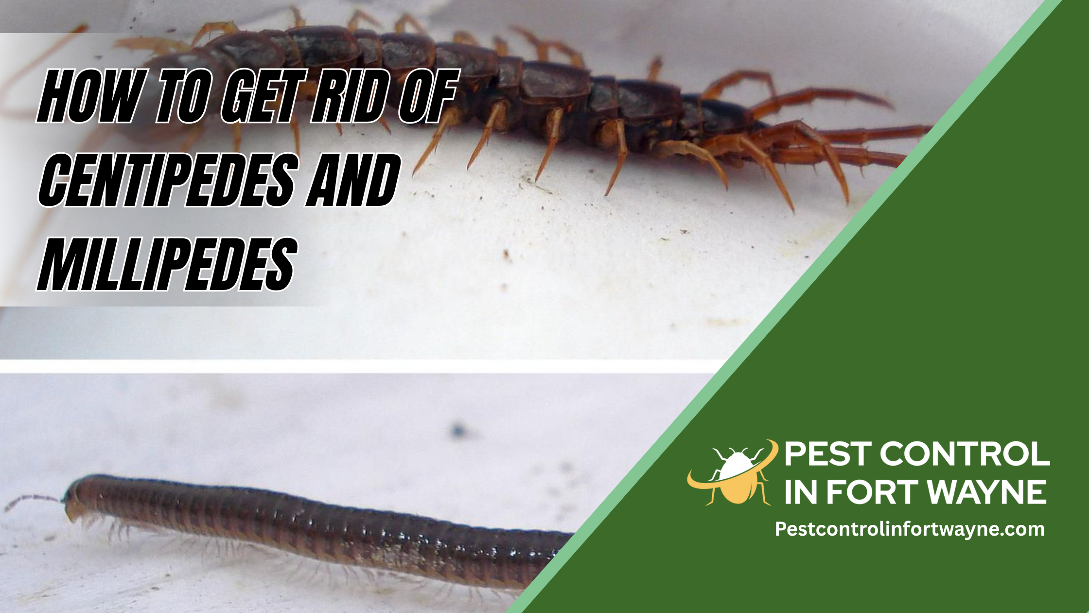 How to Get Rid of Centipedes and Millipedes | Pest Control in Fort Wayne